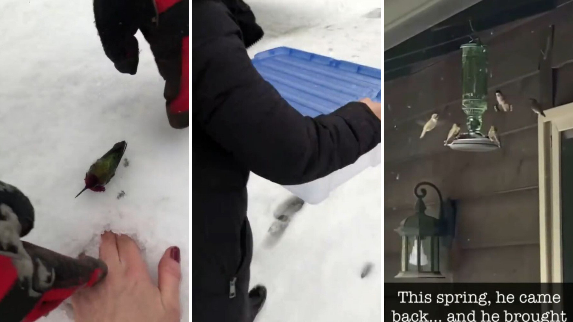 Video shows family's attempt at saving frozen hummingbird stuck in snow ...