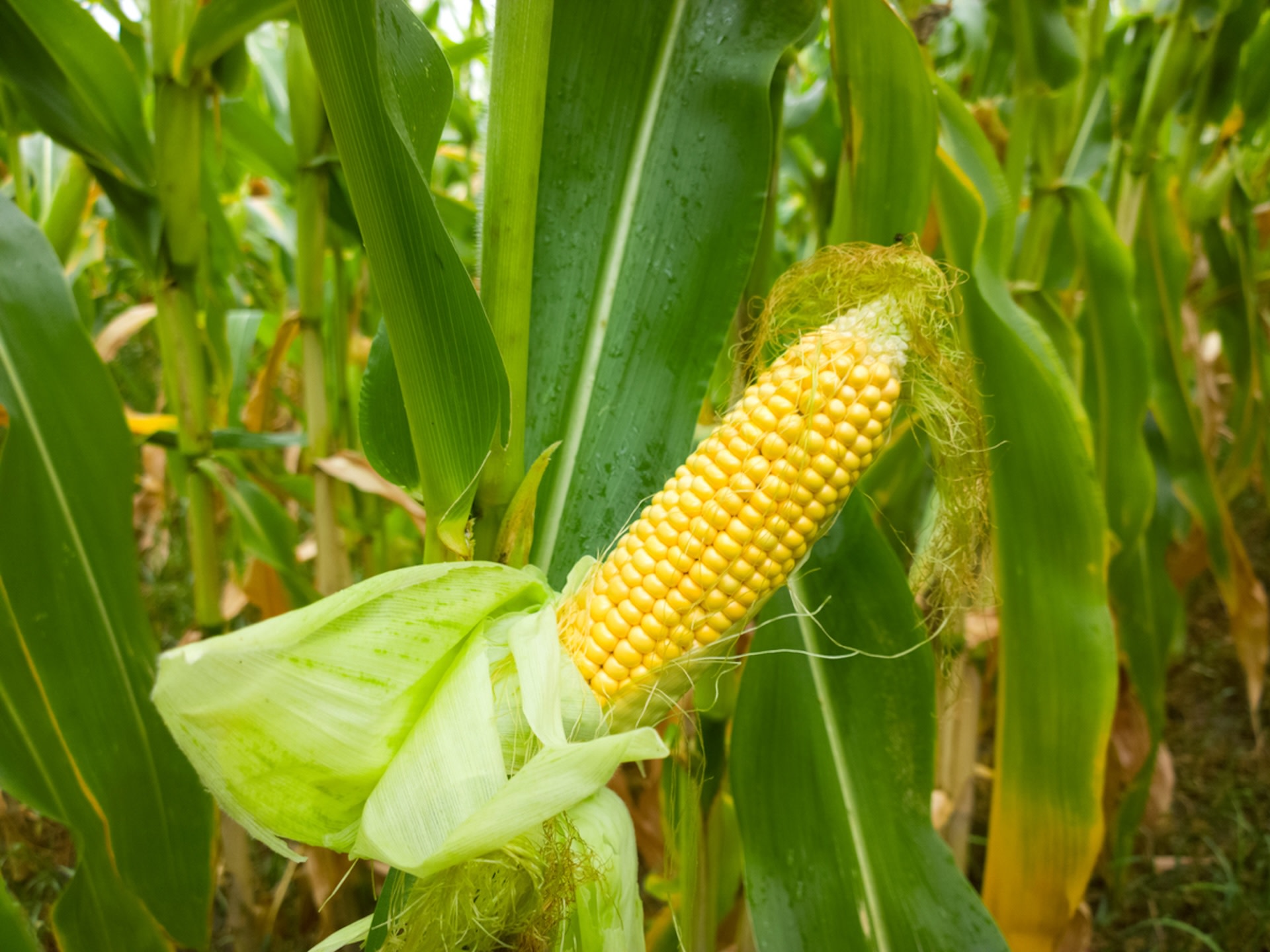 US finds Bayer's genetically modified corn can be safely grown — but ...