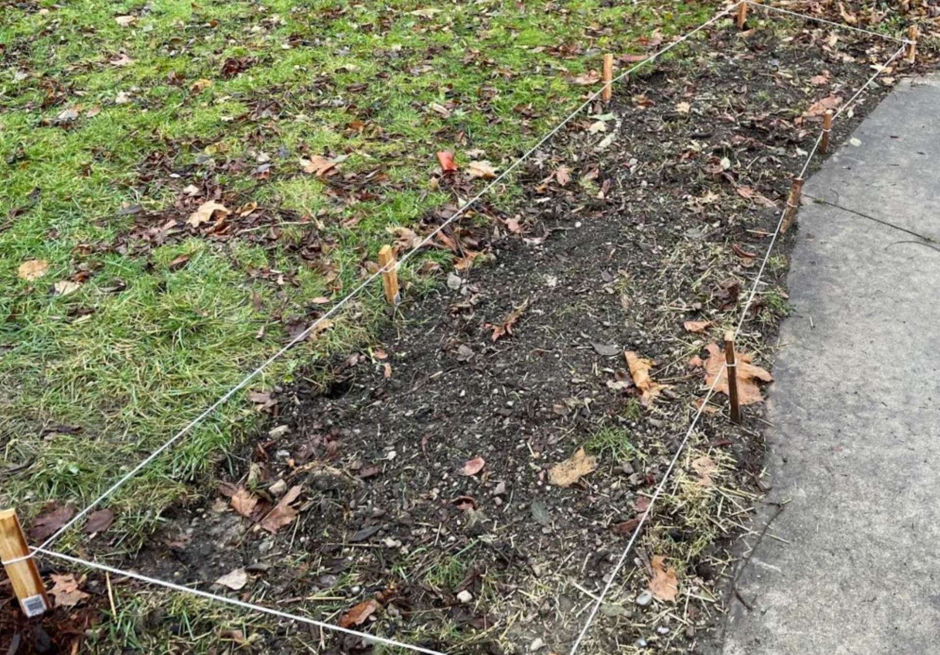Homeowner shares progress made toward ripping out lawn in favor of low ...