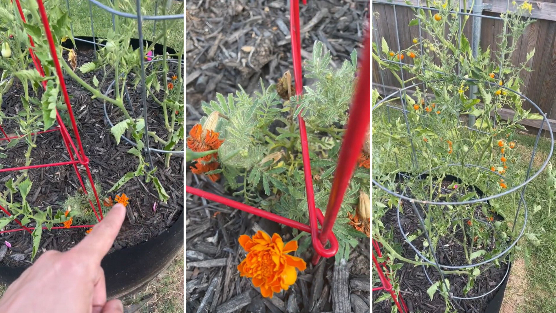 Expert gardener converts viewers to centuries-old gardening trick for ...