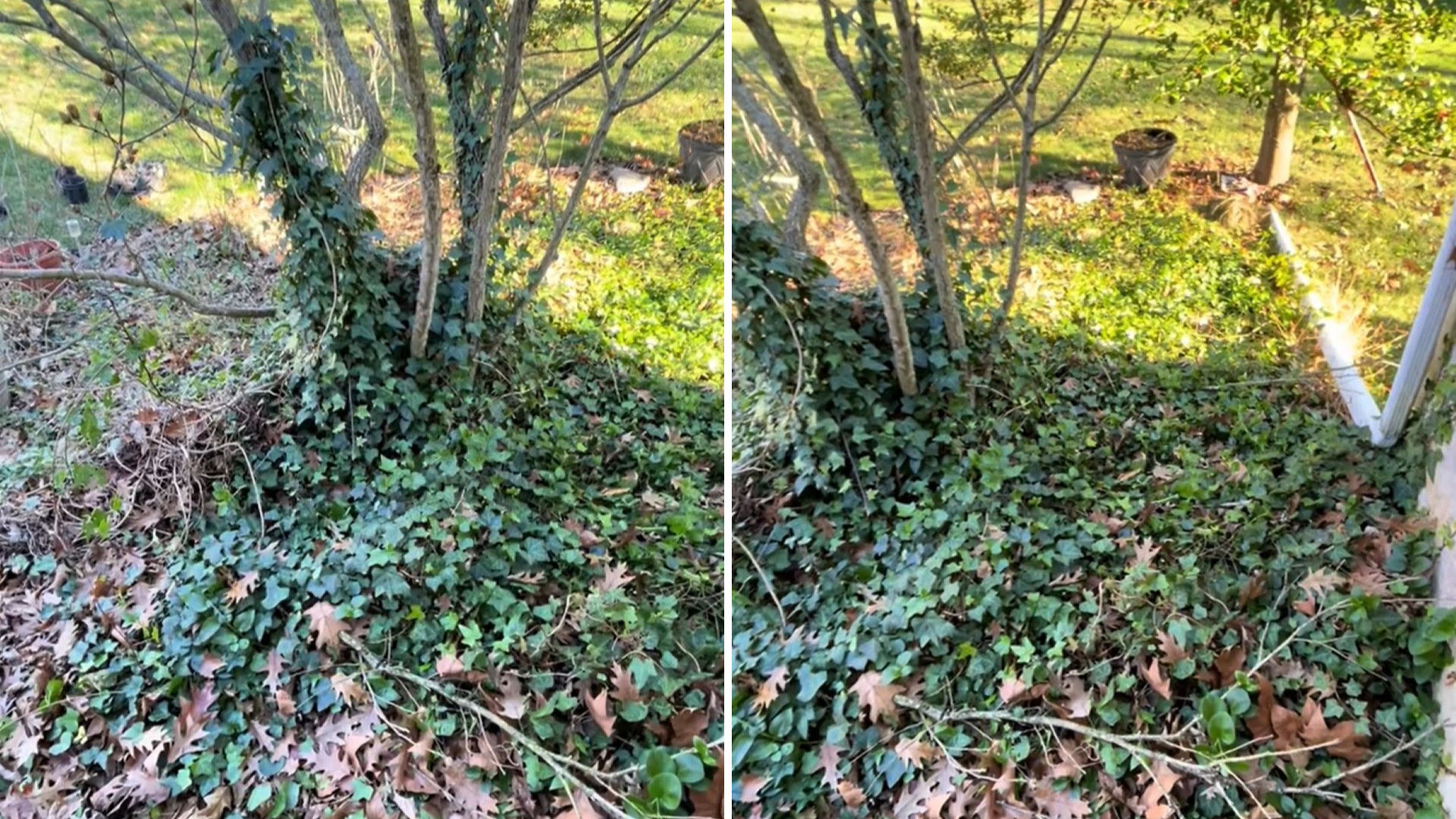 Gardener shares before-and-after footage after removing invasive ...