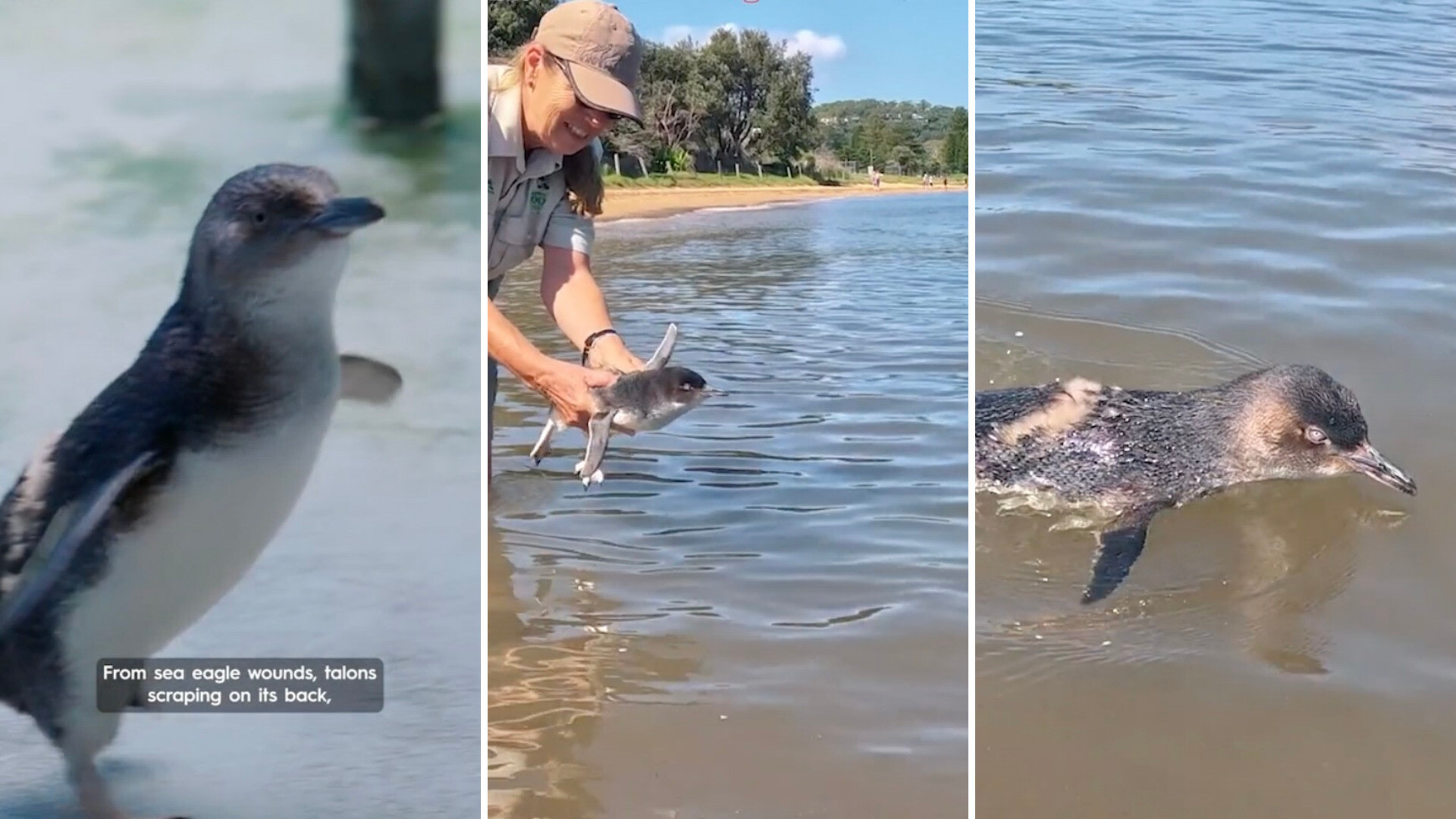 Heart-warming video shows penguin getting released back into wild after ...