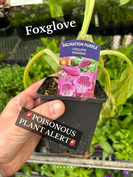 Plant expert sparks outrage after revealing problematic garden products ...