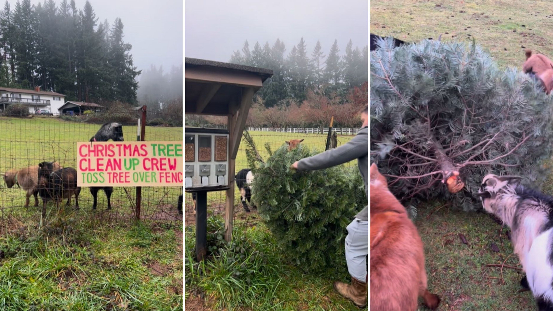 Farmer reveals perfect clean-up solution for dying Christmas trees ...