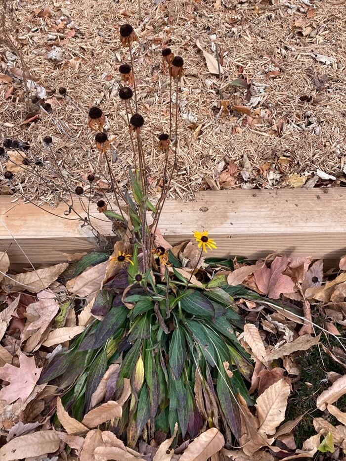 Gardener shares photo of flowers suffering from 'season confusion ...