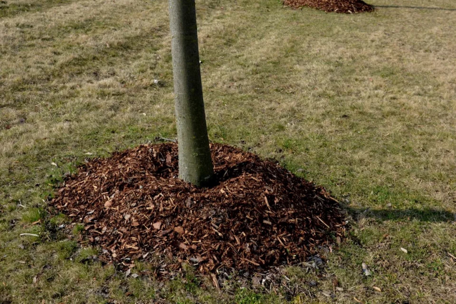 Urban forestry expert warns against common mulching method that could ...