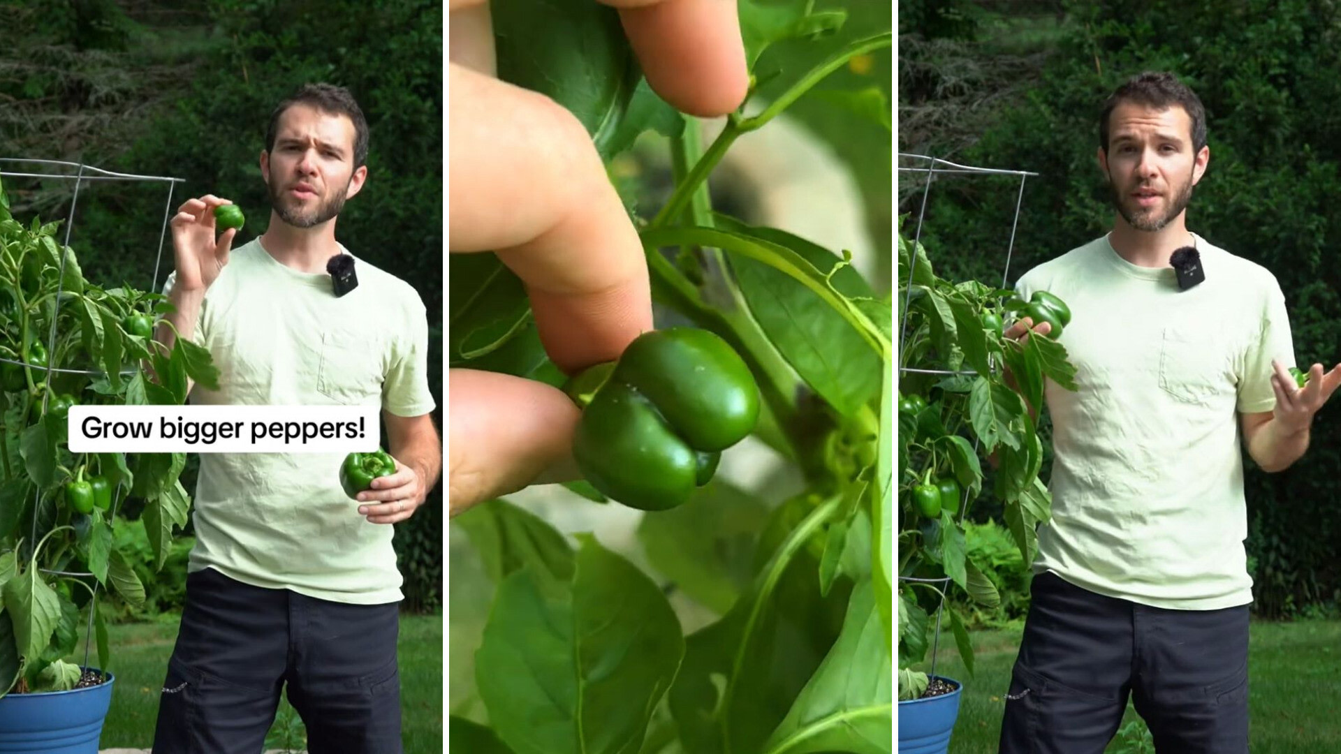 Expert gardener shares effortless hack for growing huge peppers: 'It's ...