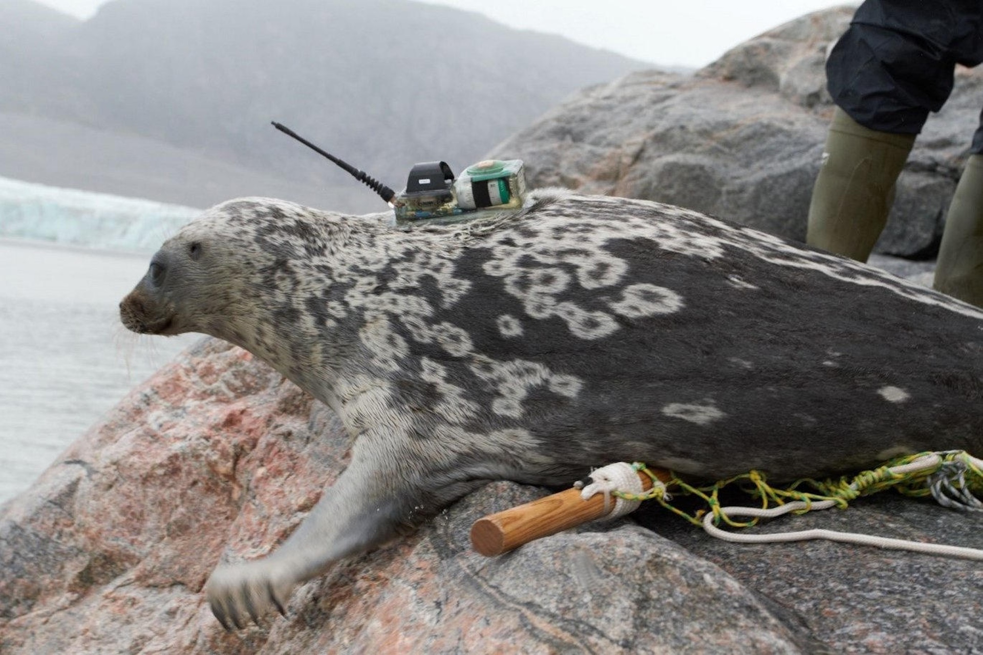 Hunters and scientists discover brand new type of seal lurking in ...