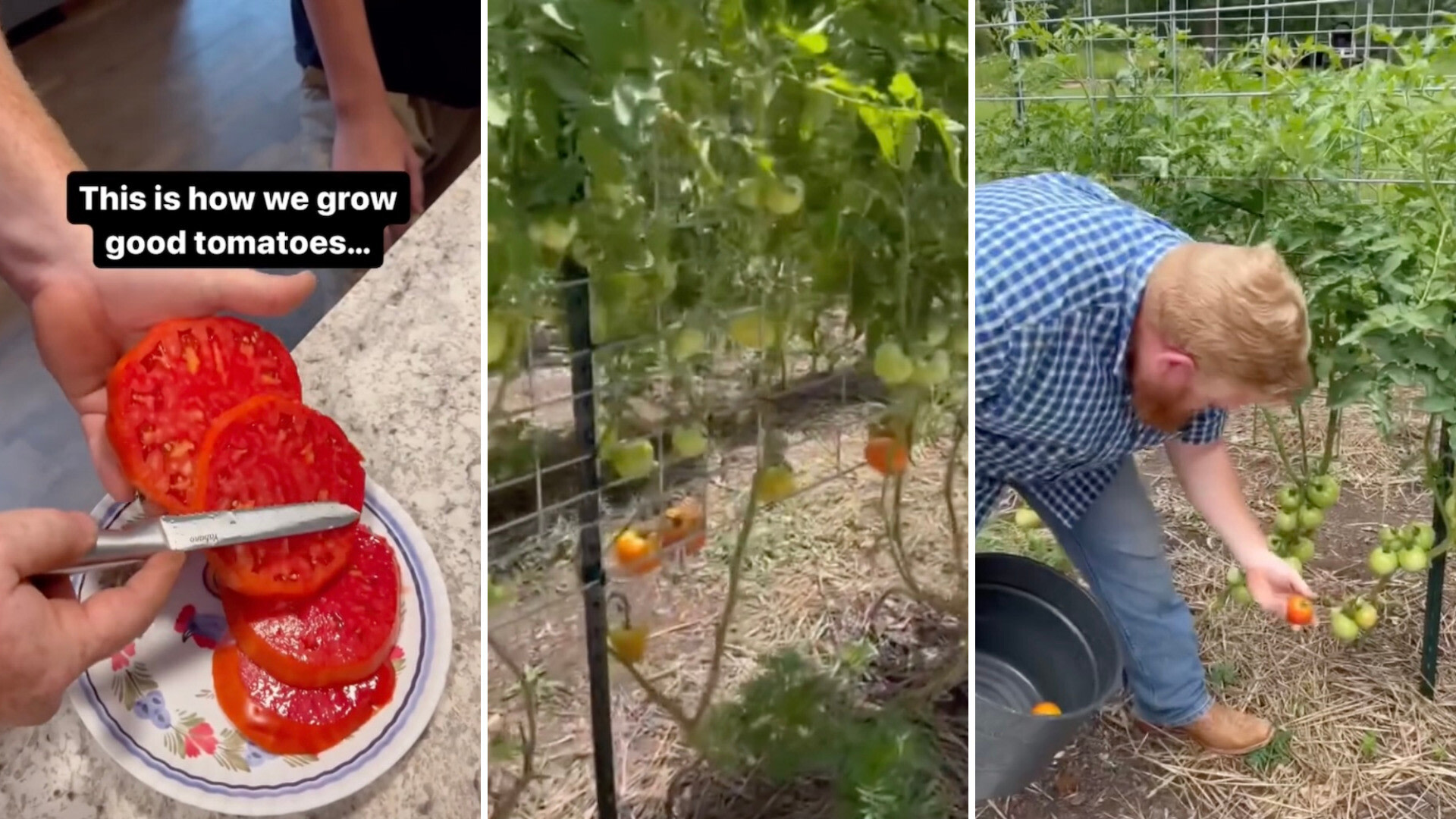 Expert gardener reveals the secret to growing 'perfect' tomatoes ...