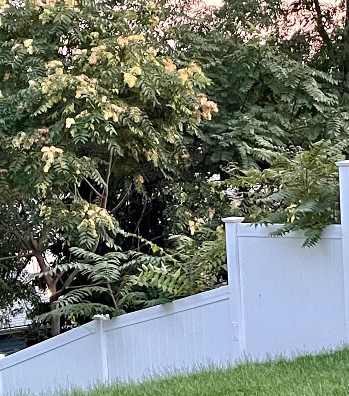 Homeowner at their wit's end with neighbor's invasive problem: 'Only ...