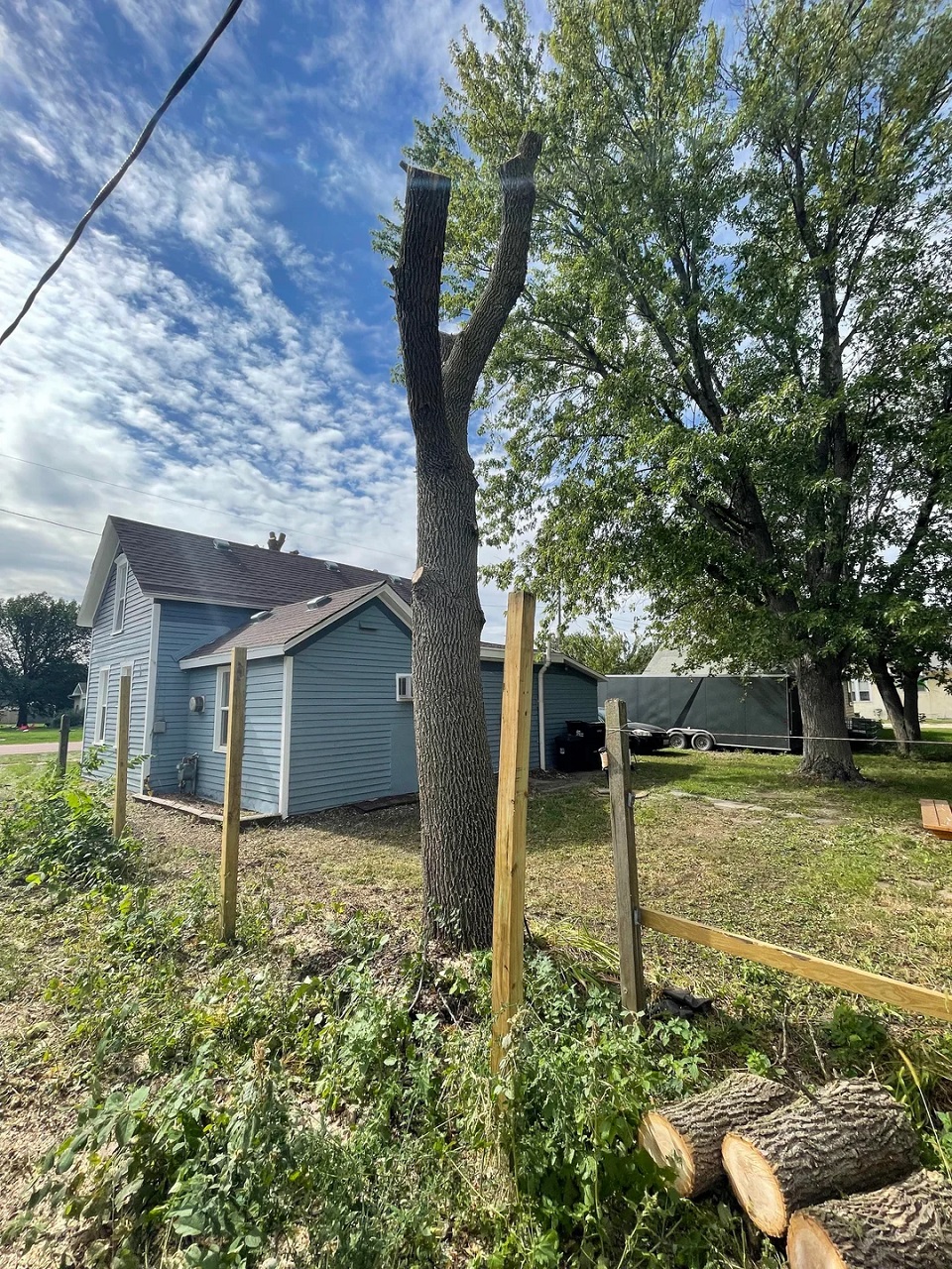 Homeowner upset after returning home to find established tree destroyed ...
