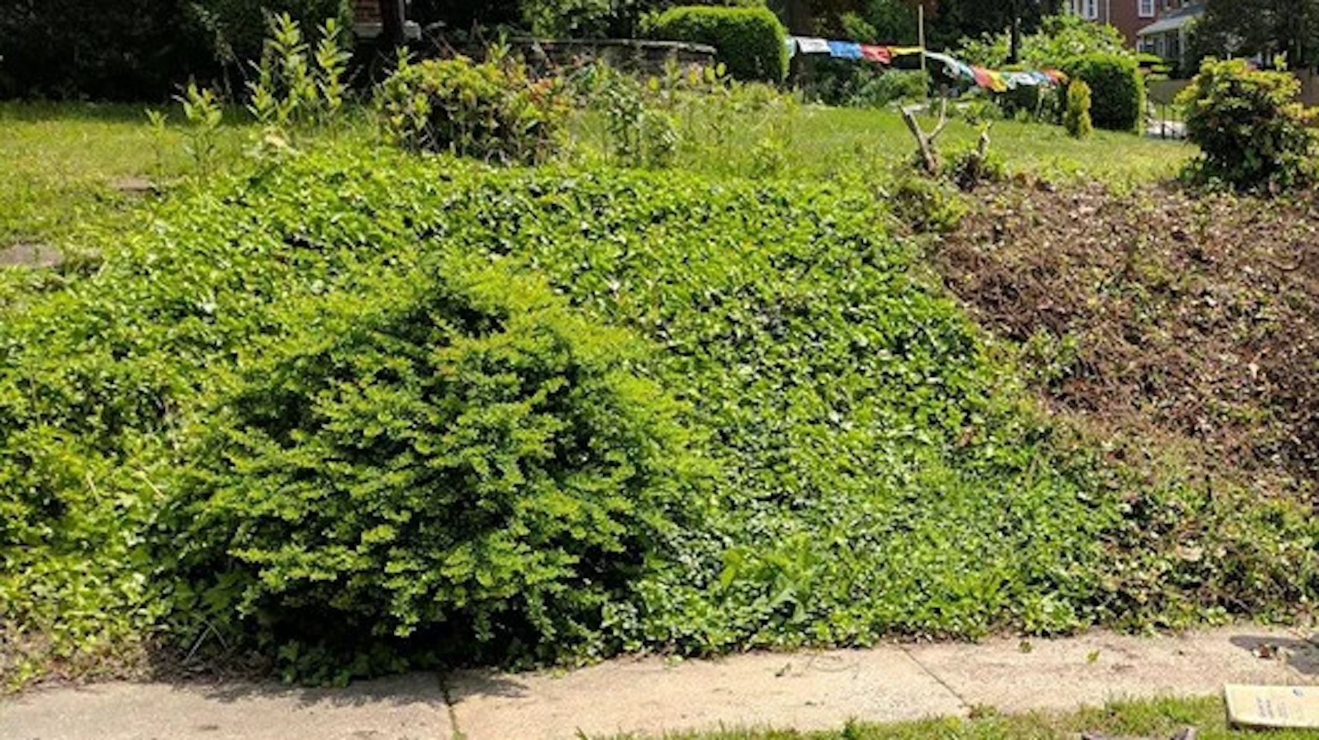 5 stunning before-and-after yard photos you have to see to believe