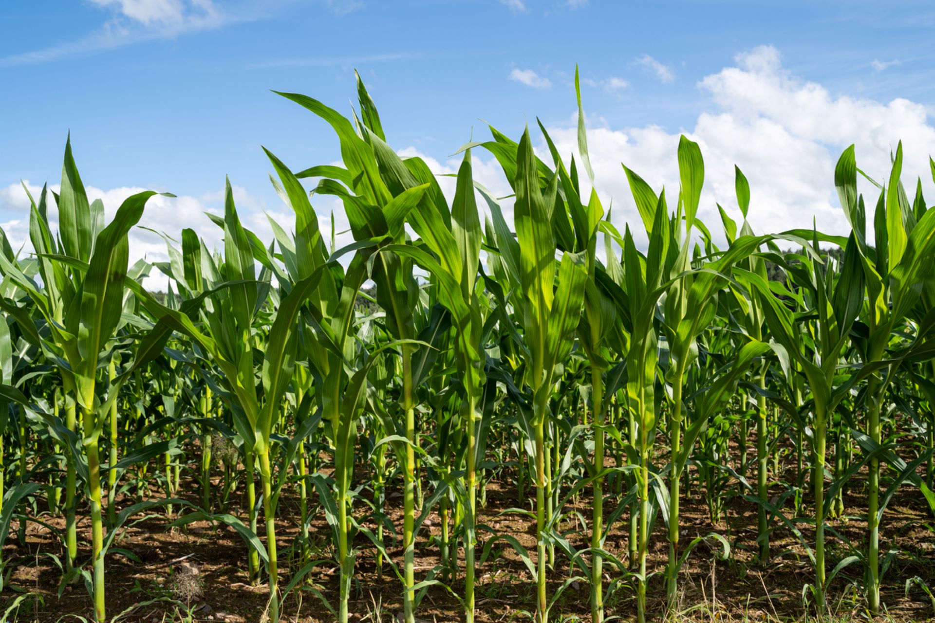 Researchers unravel ancient process that tamed one of humanity's most ...