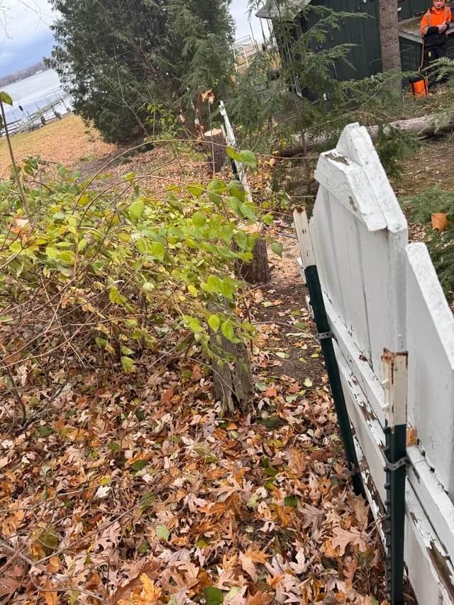 Homeowner upset after finding their trees chopped down by neighbor ...