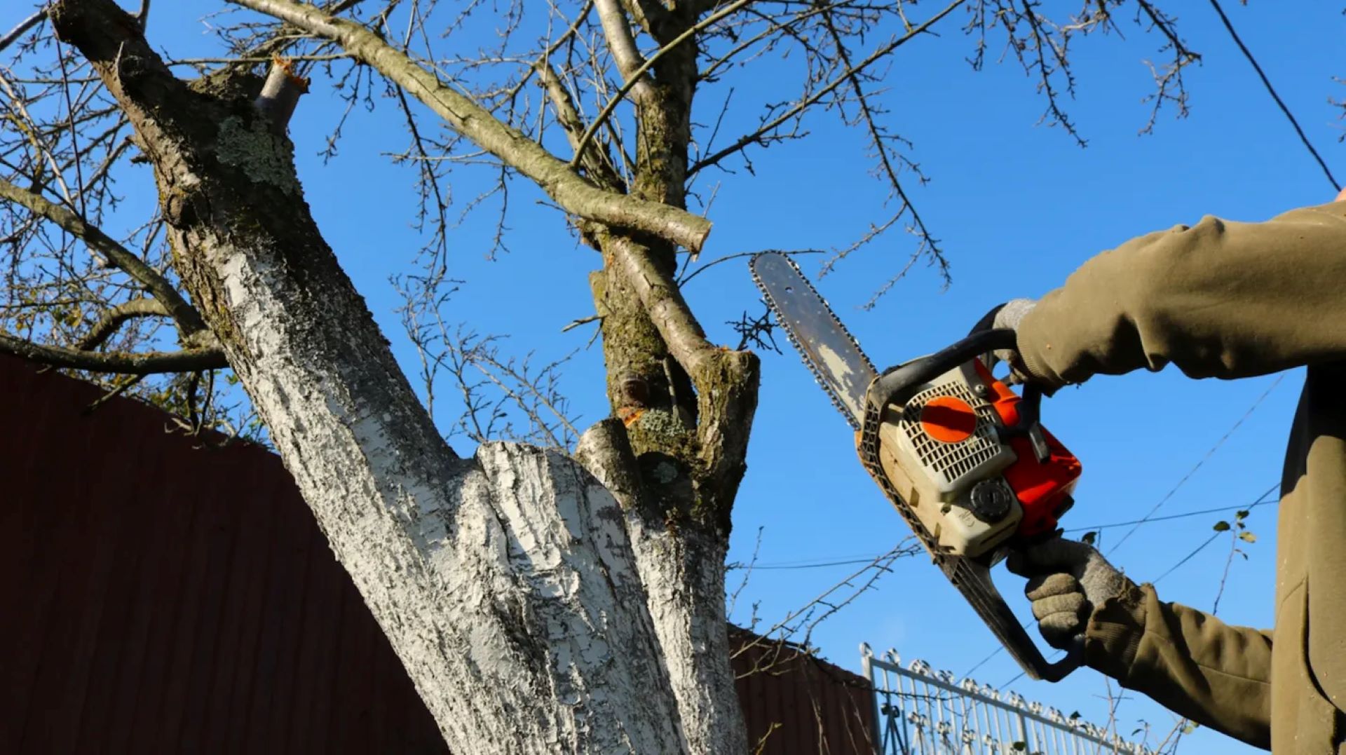Homeowner upset after finding their trees chopped down by neighbor ...