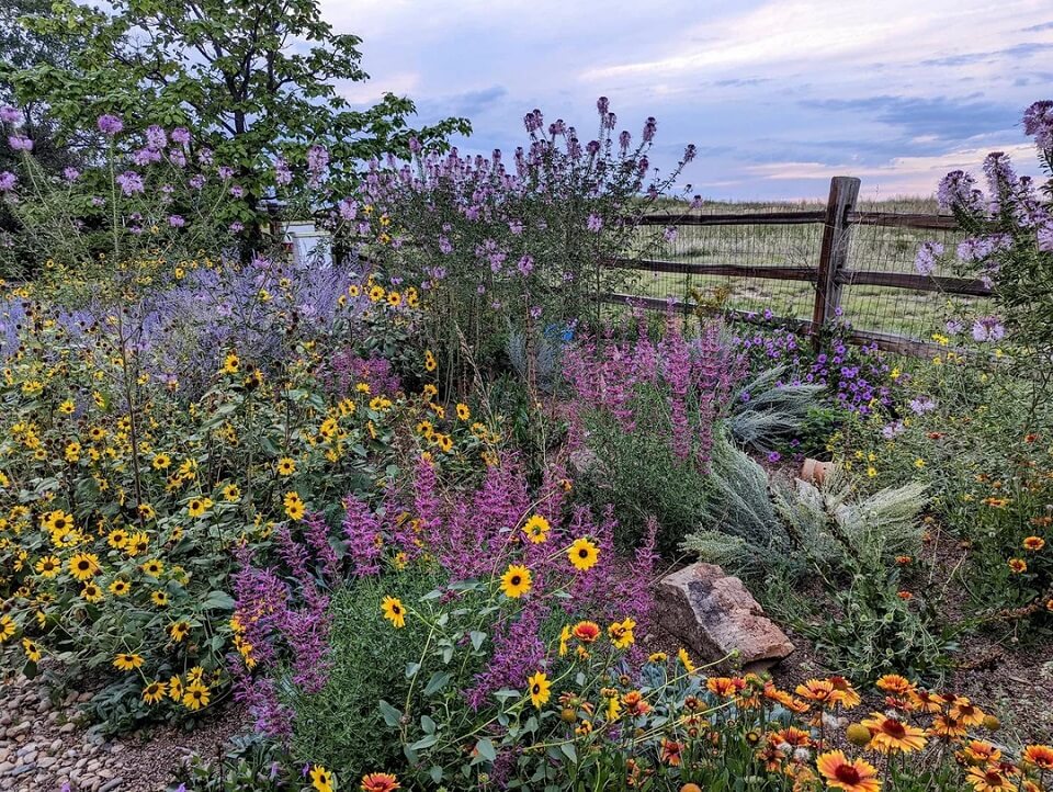 Gardener shares 'gorgeous' photo of progress with unconventional backyard project: 'This is my ...