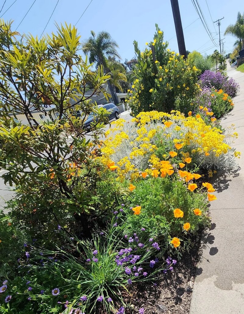 Gardener shares stunning photo of their yard's 'hellstrip' in bloom ...