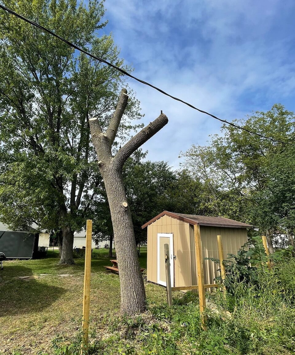 Homeowner upset after returning home to find established tree destroyed ...