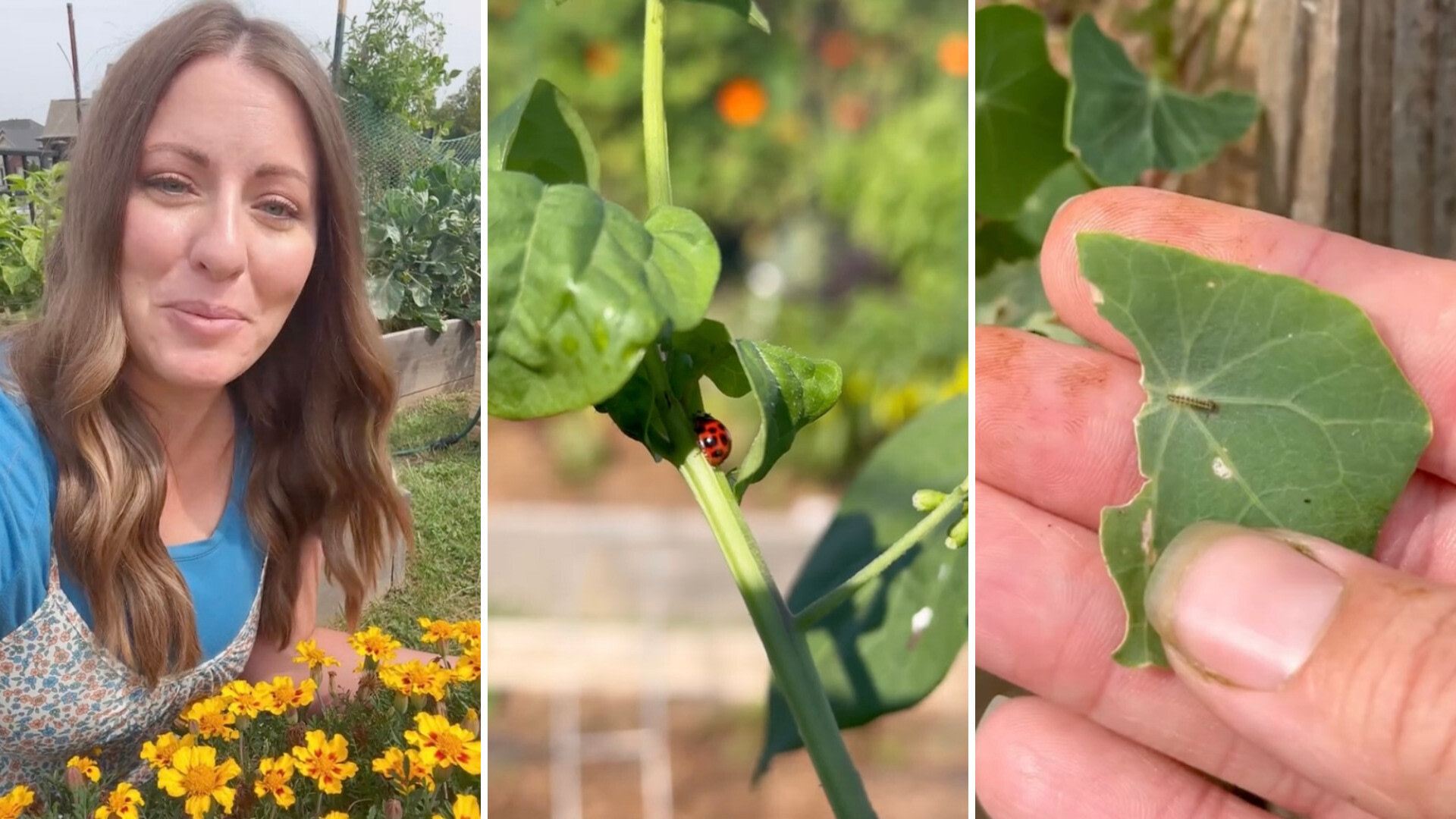 Expert gardener shares simple and surefire method to protect your ...
