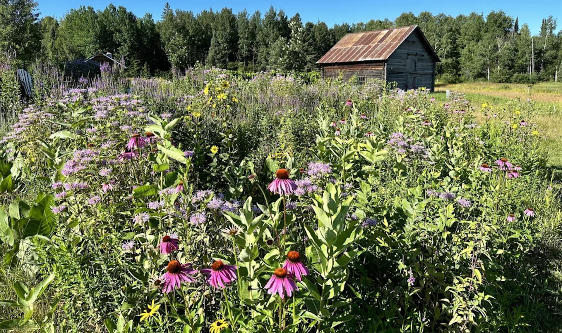 Gardener shares 'gorgeous' photo of incredibly low-maintenance pocket ...