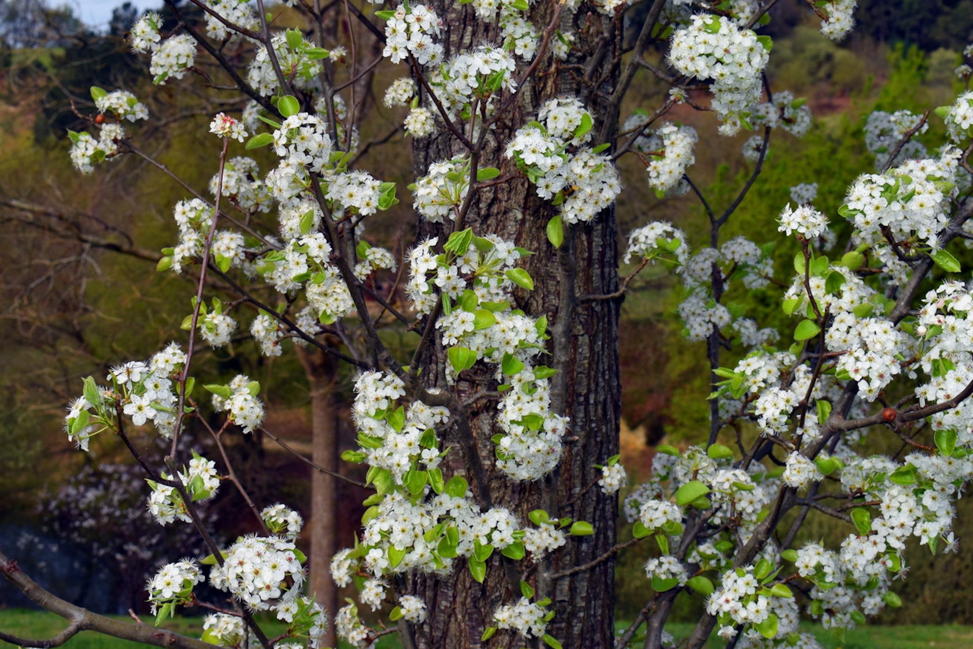 State considers controversial permanent ban on highly popular trees ...