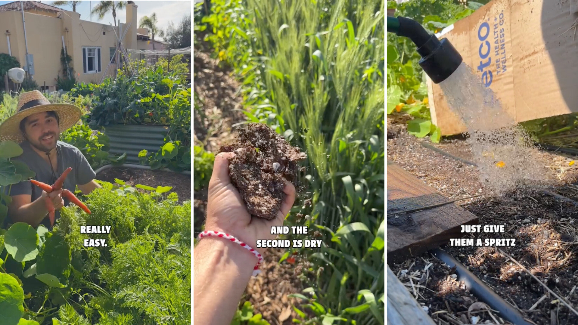 Garden pro shares 'secret ingredient' for huge root veggies all season ...
