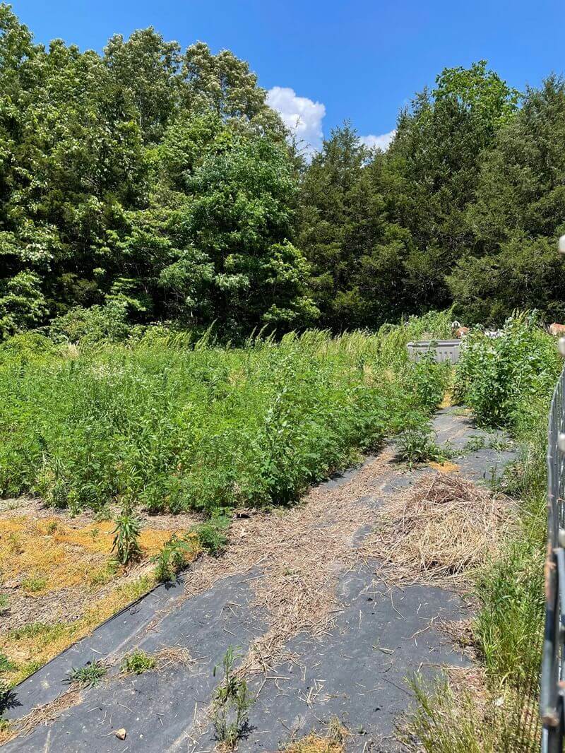 Homesteader shares before-and-after photos after letting goats loose in ...