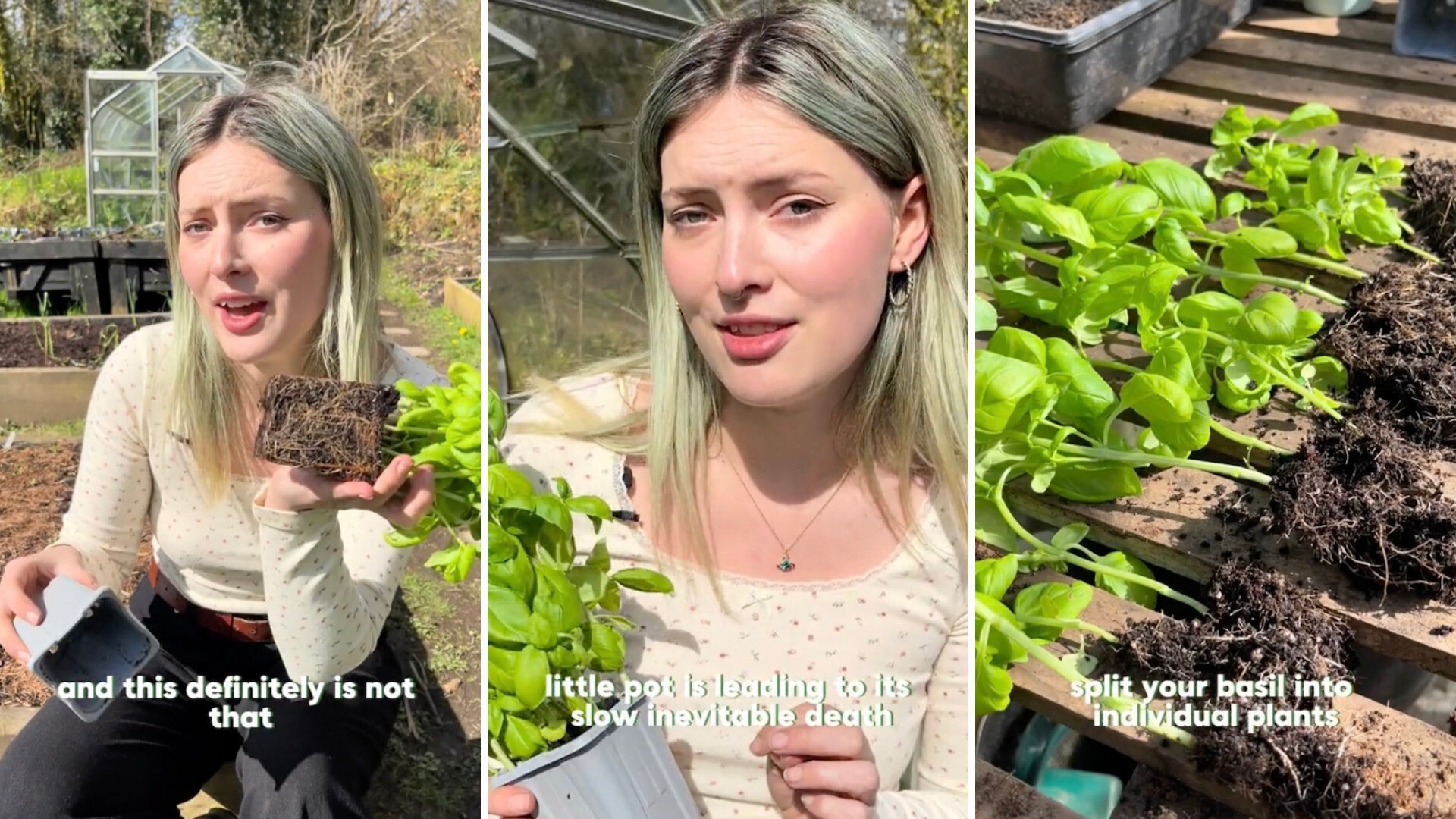 Gardening expert shares easy trick to grow fresh herbs from single ...