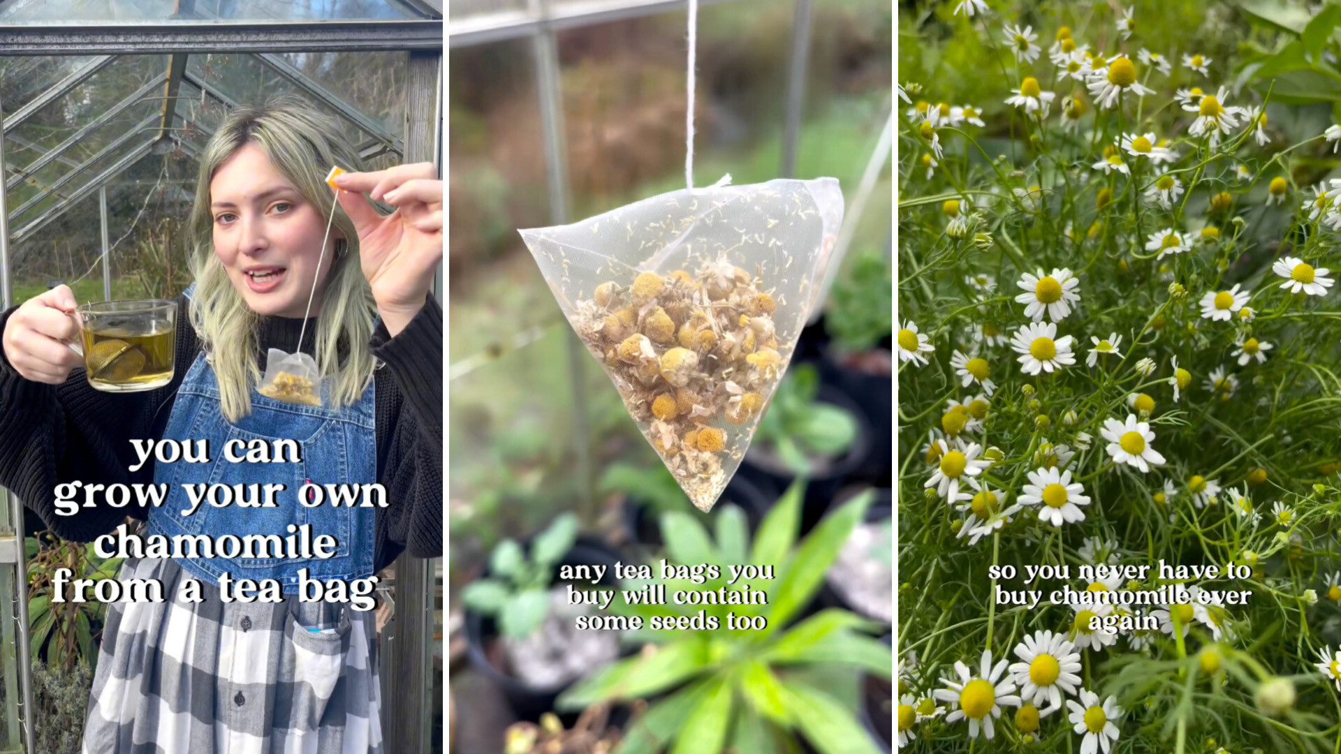 Gardener shares simple hack to save you from buying tea ever again: 'I ...