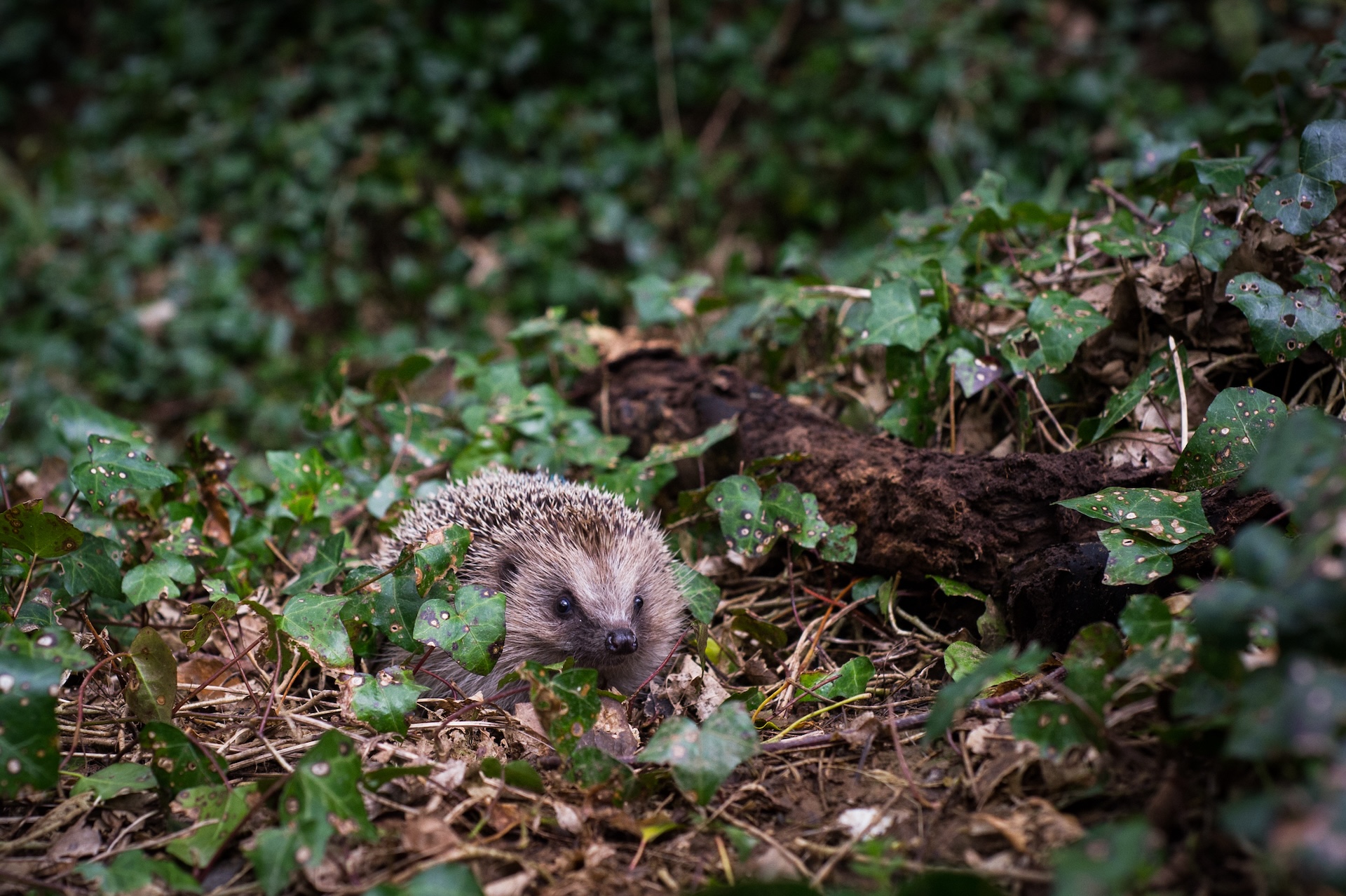 Scientists turn to artificial intelligence for help monitoring hedgehog ...