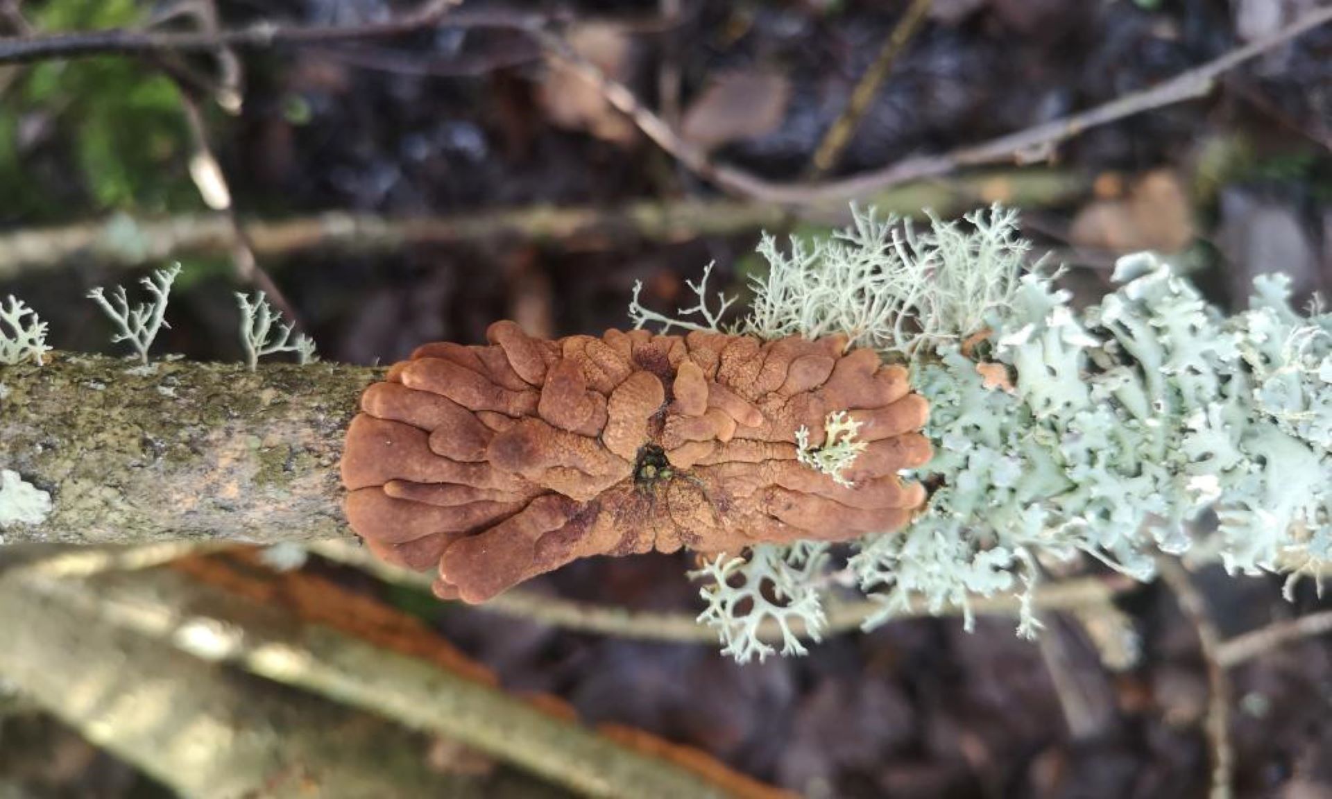 Scientists embark on extraordinary mission to save fungus species from ...