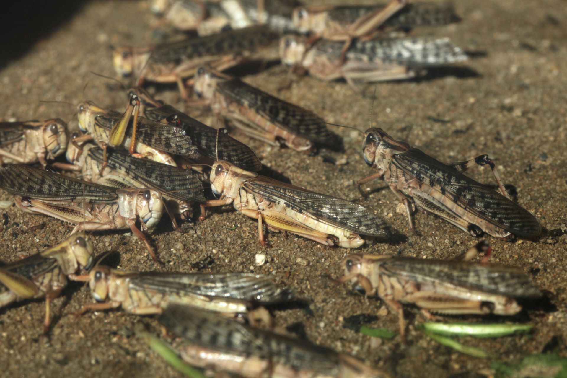 Researchers share how locust swarms could soon expand range: 'The ...