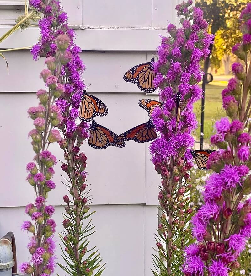 Gardener shares breathtaking effect of choosing to plant native flowers ...