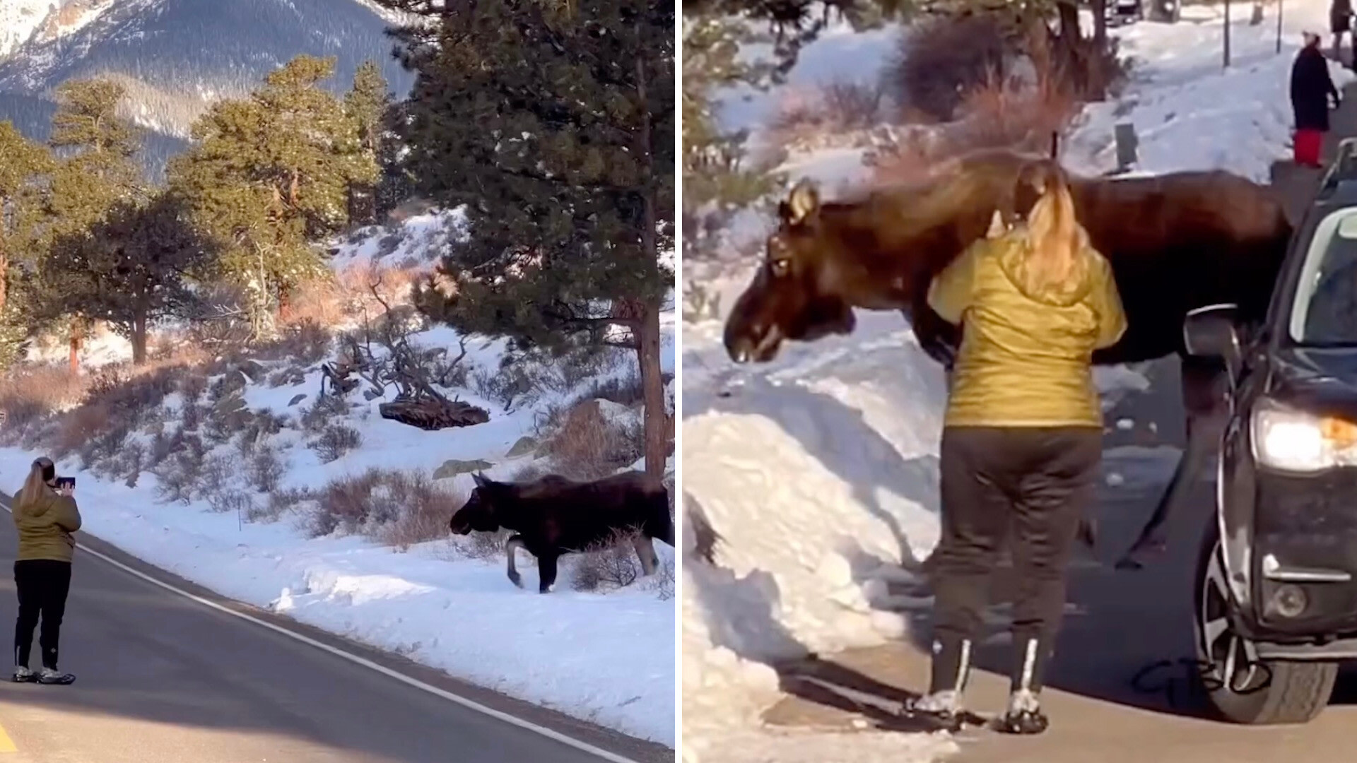 Tourist caught on camera tempting fate for up-close moose encounter: 'You just escaped with your ...