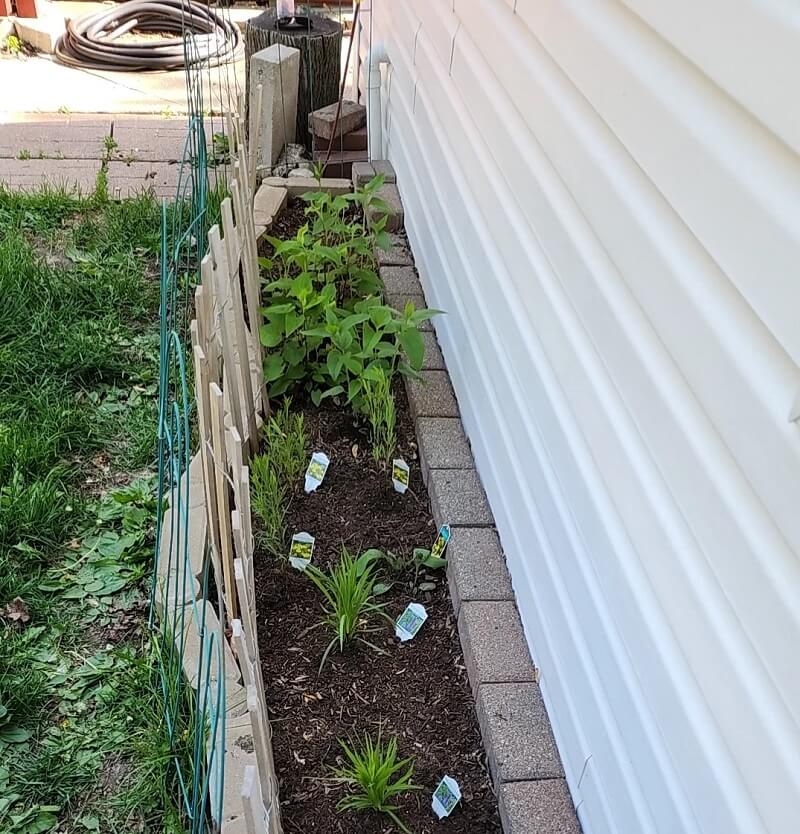 Excited gardener shares progress photos of newly planted garden: 'This ...