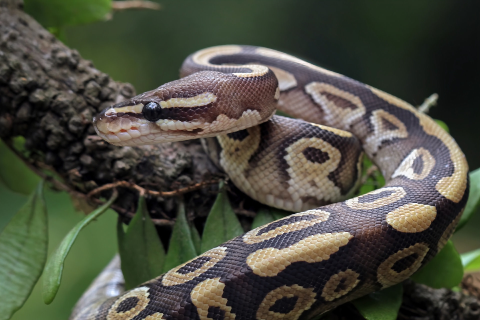 Researchers make surprising case for adding pythons to your diet ...