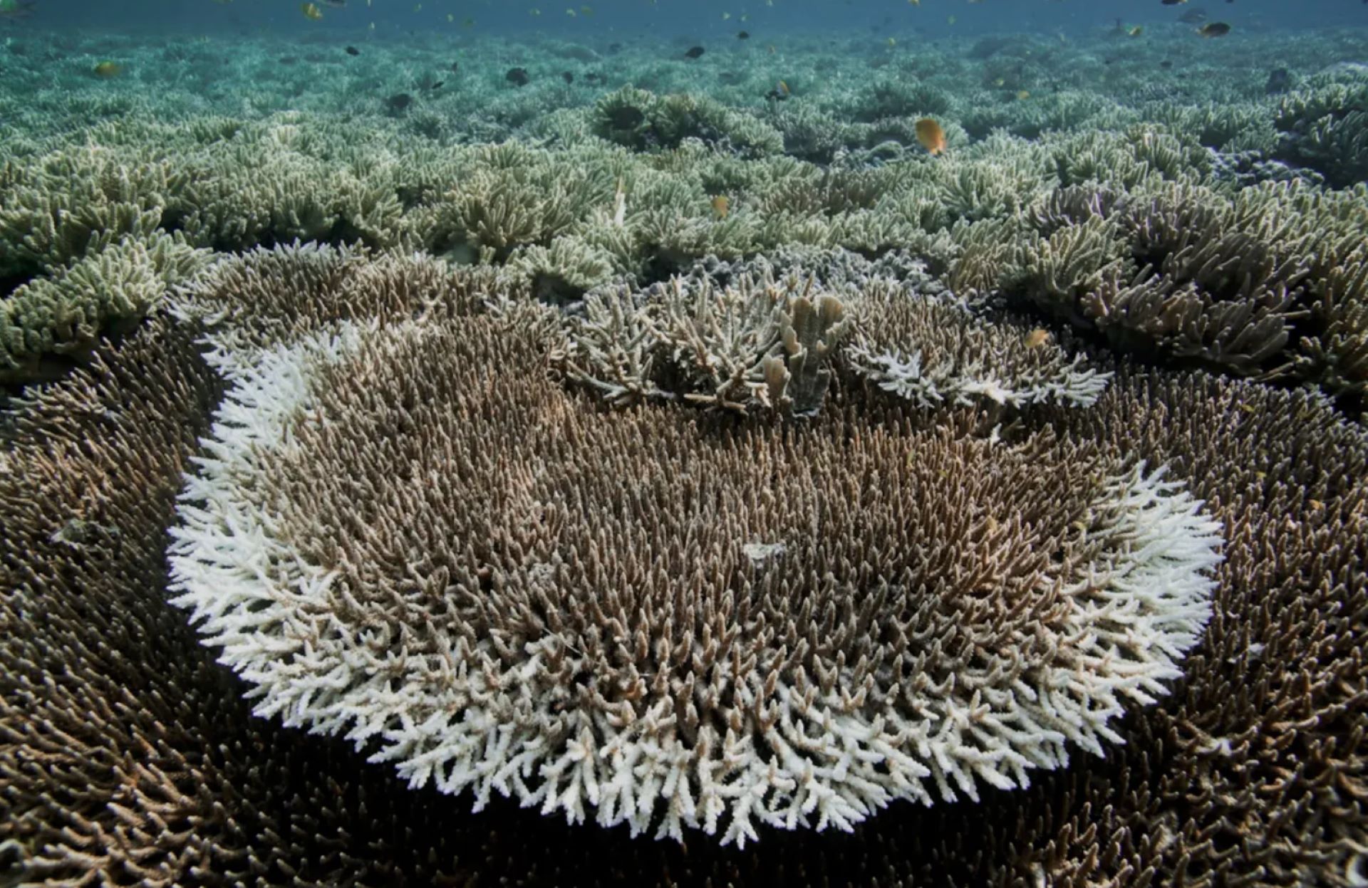 Scientists create new warning system after 'unimaginable' coral ...