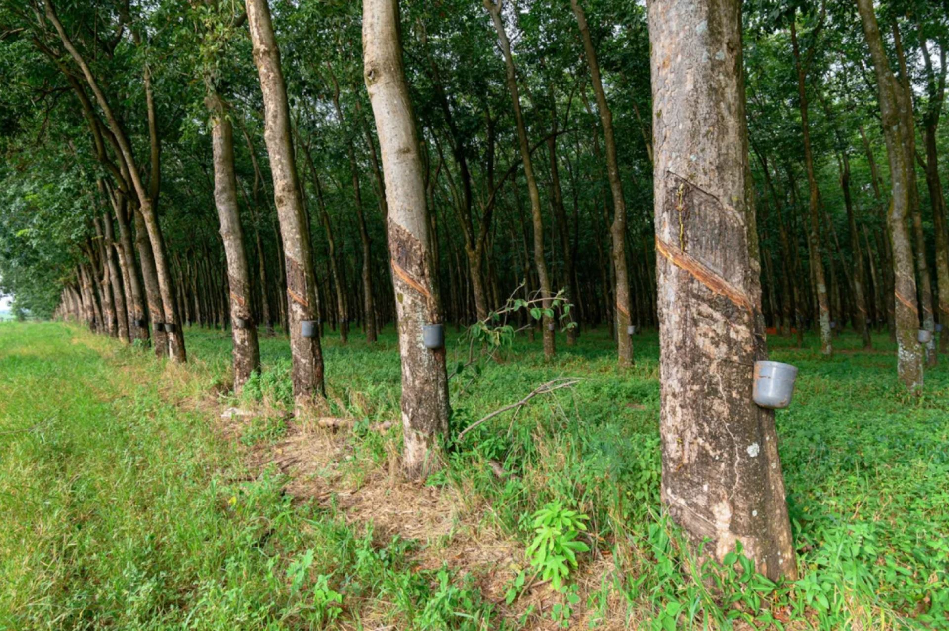 Brazil's environment minister makes incredible strides in restoring ...