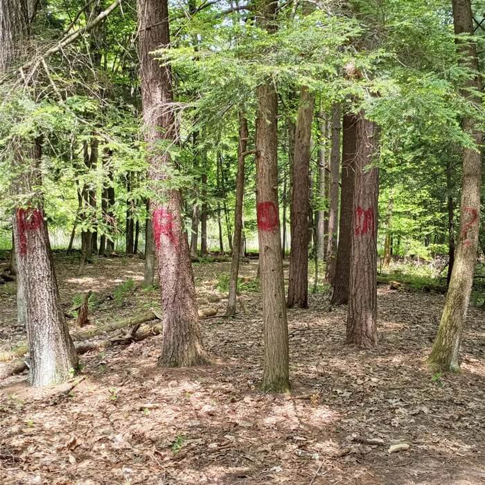 Photo of graffitied trees in nature preserve sparks derision online ...