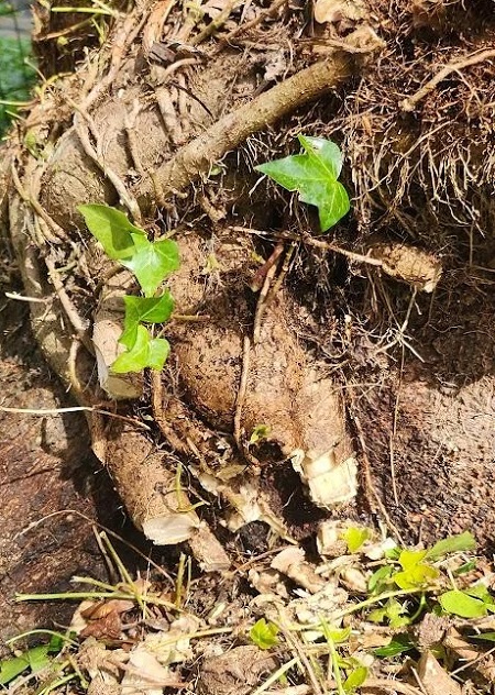 Homeowner shares progress photos of ongoing battle reclaiming yard from ...