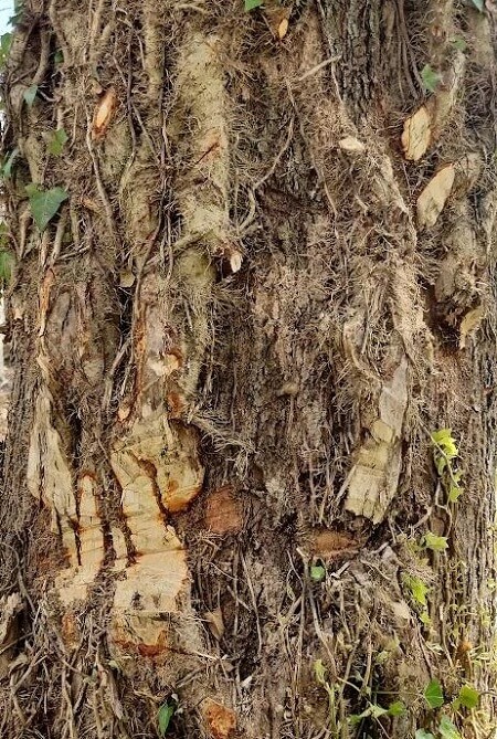 Homeowner shares progress photos of ongoing battle reclaiming yard from ...