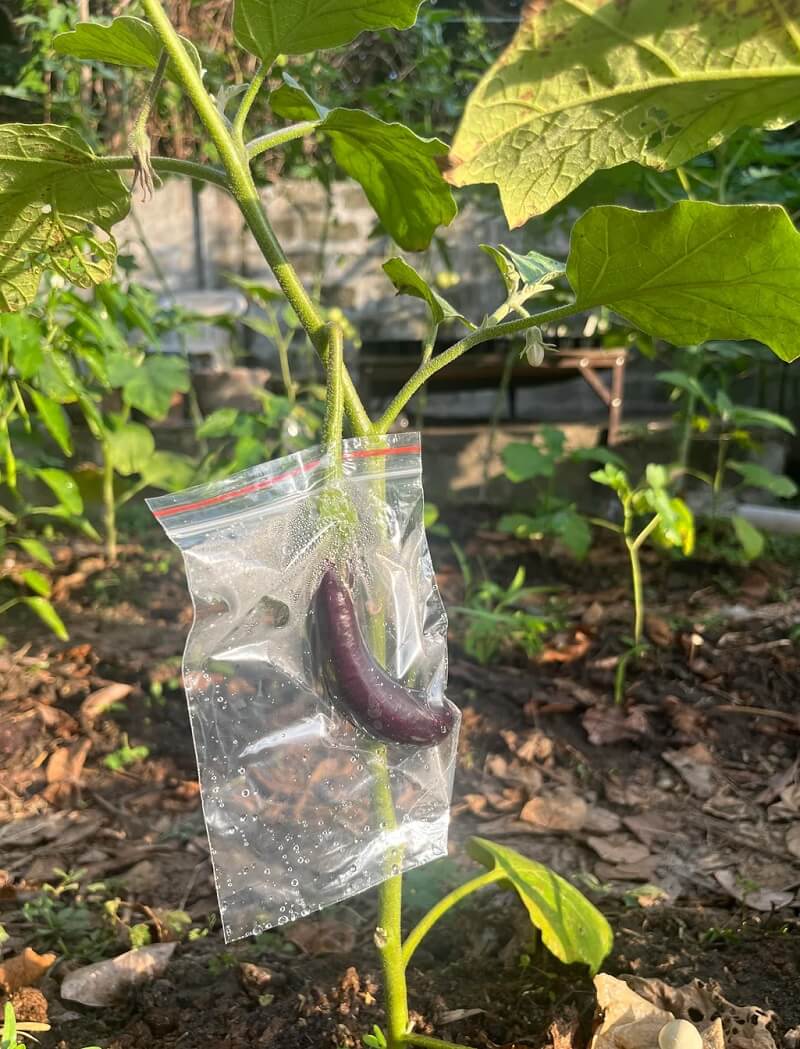 Gardener sparks concern with image of protective barrier around ...