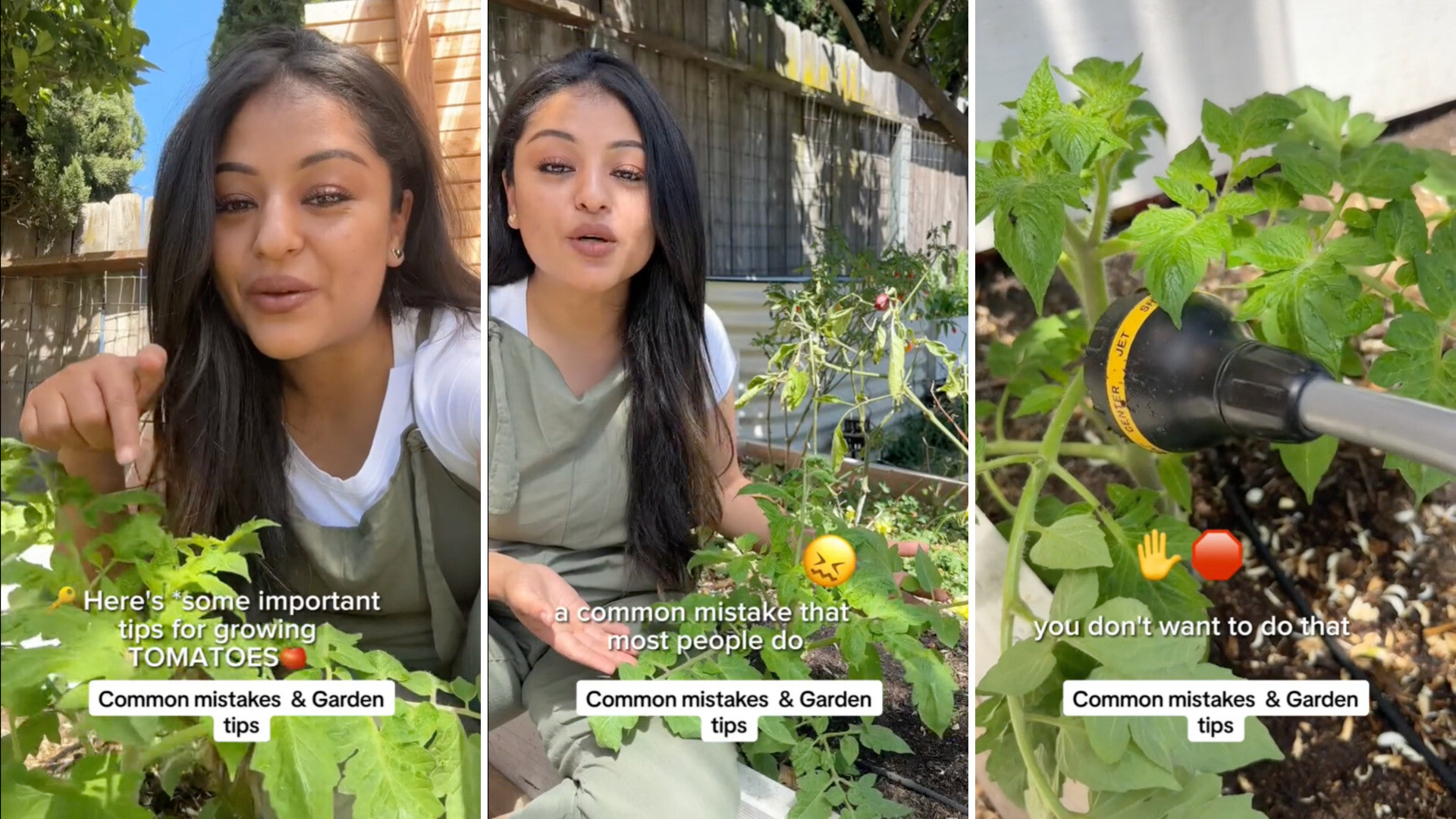 Garden pro shares foolproof tips for thriving tomato plants: 'You'll ...