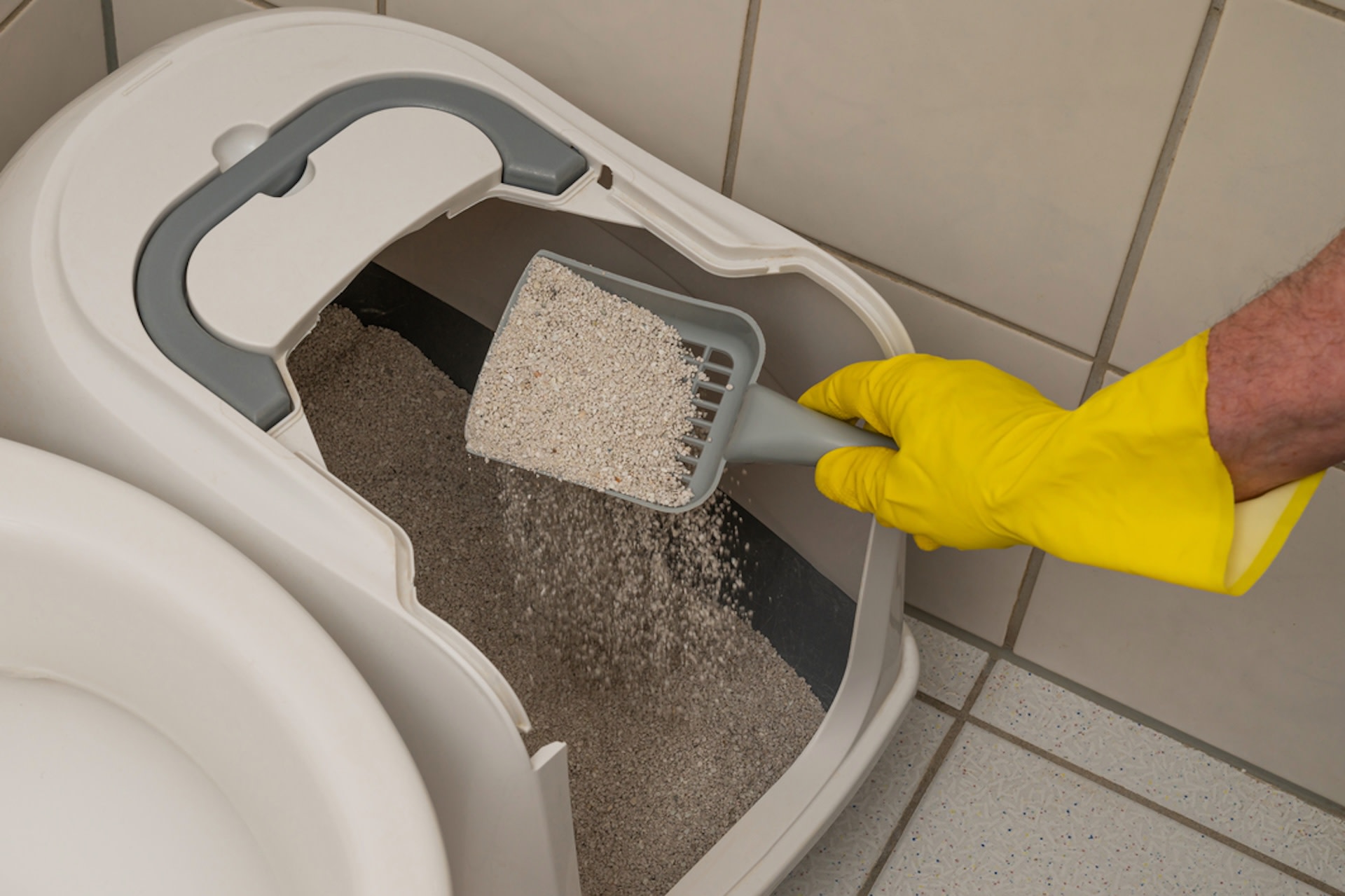 Home gardener shows off impressive method to repurpose old cat litter ...