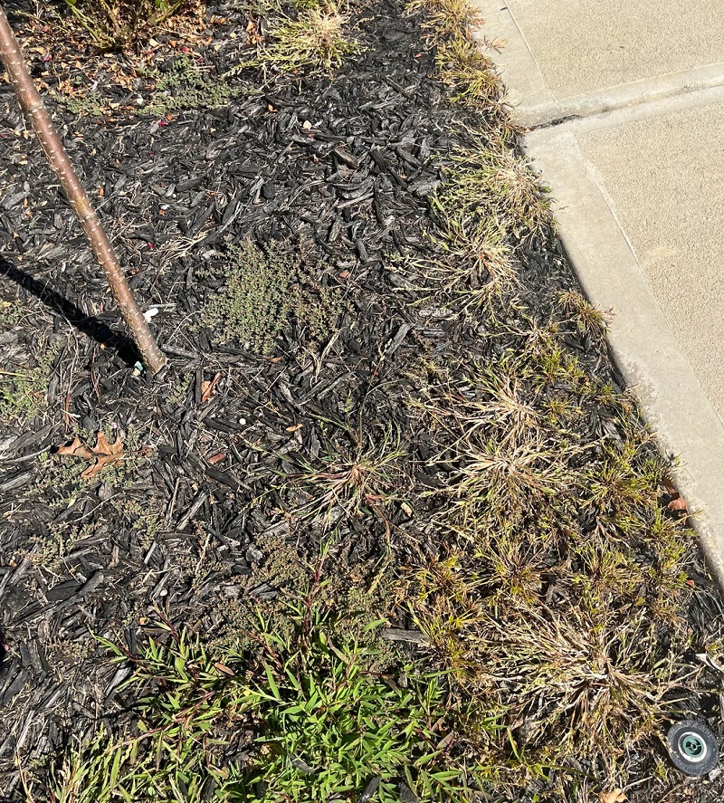 Homeowner warned against using common method to eliminate stubborn yard ...