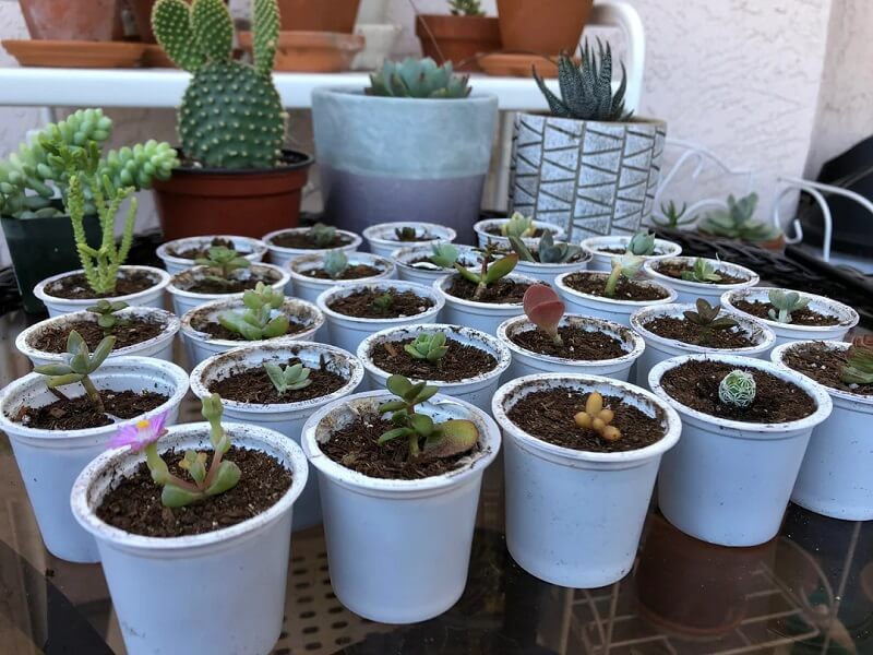 Gardener shares 'genius' idea to repurpose K-Cups for plants: 'I've ...