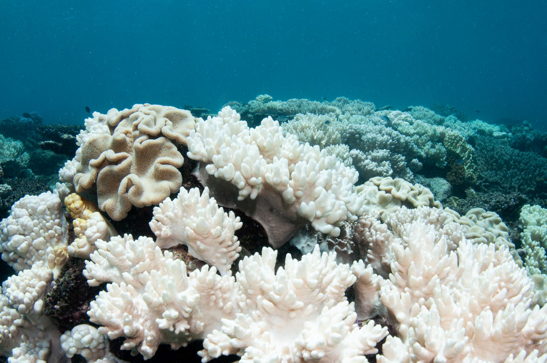 Aerial footage shows Great Barrier Reef suffering 'most severe' coral ...
