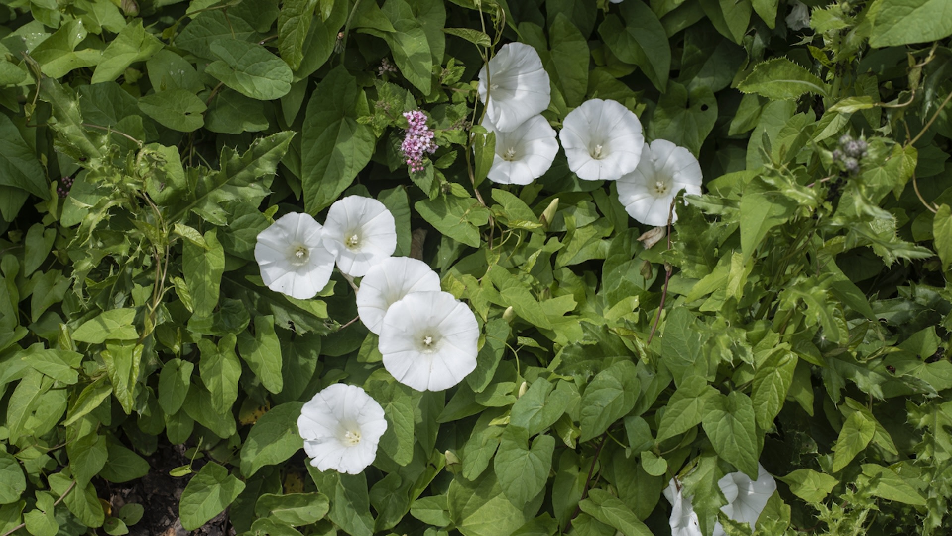Gardener shares regrets over planting mistake made with seemingly ...
