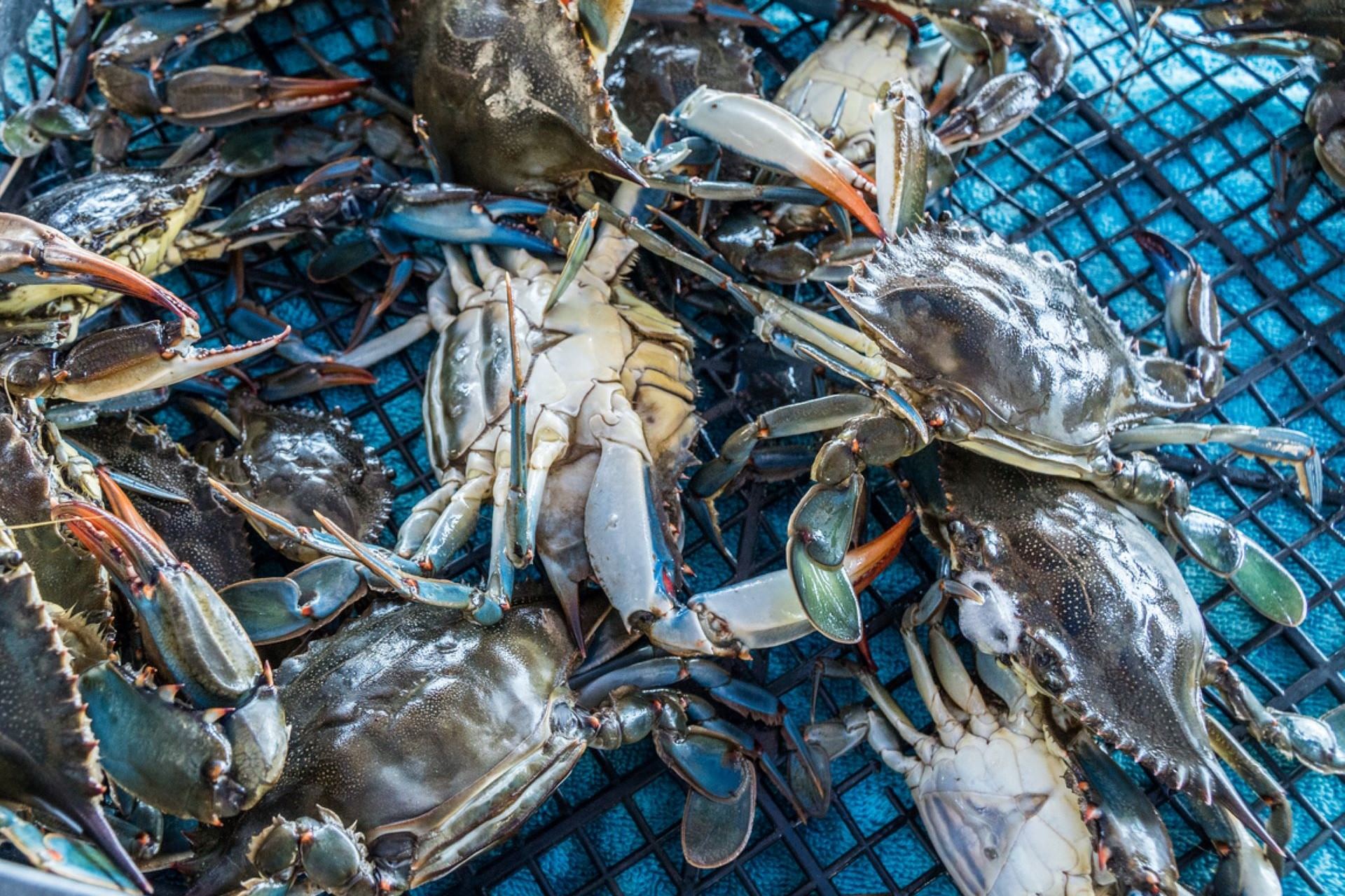 Experts urge people to fish and eat crab species putting entire fishing ...