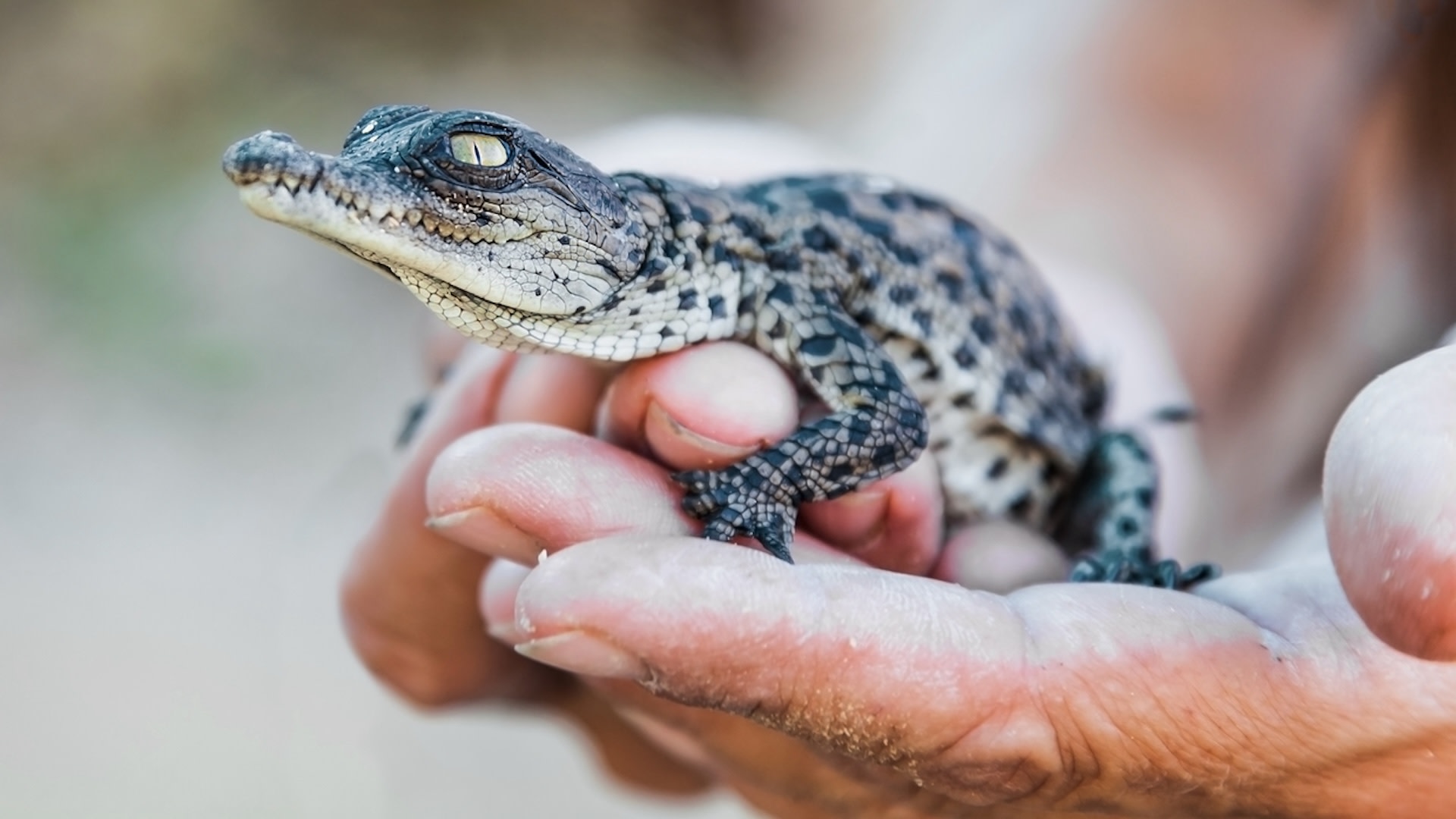 Research reveals remarkable impact of global conservation efforts ...